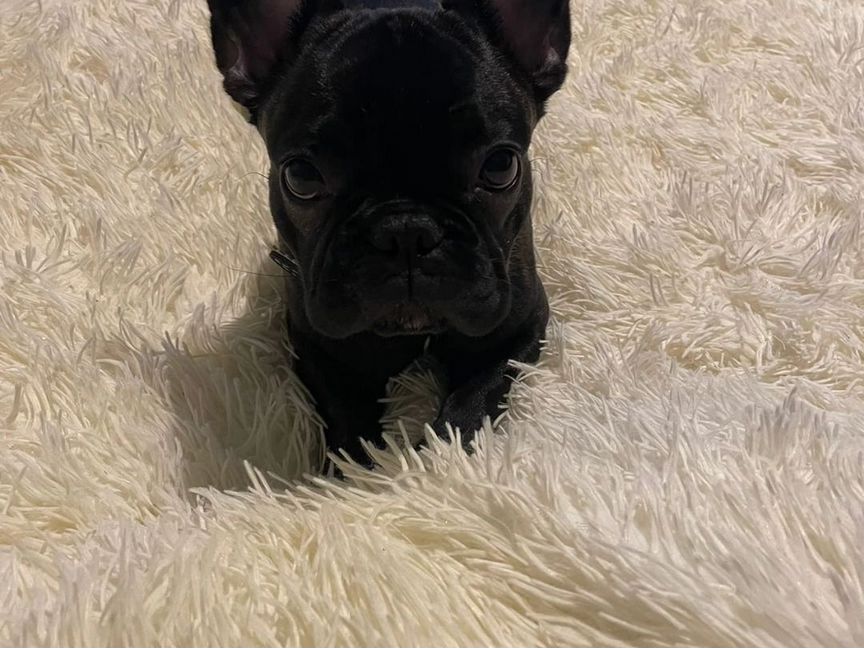 Французский бульдог