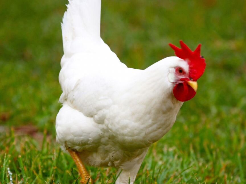 Куры молодки несушки