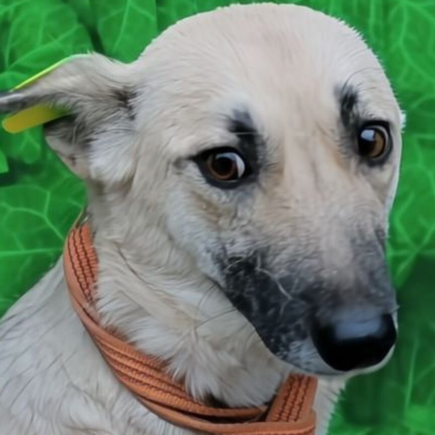 Взрослая собака в добрые руки