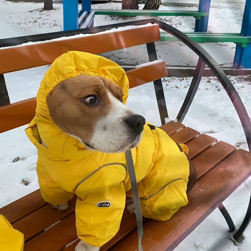 Бигль, взрослая собака