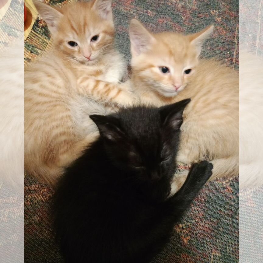 Котёнок в добрые руки