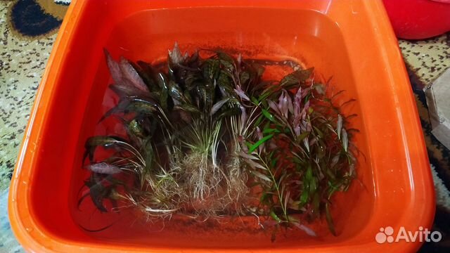 Продам Криптокарина Нури и Ротала