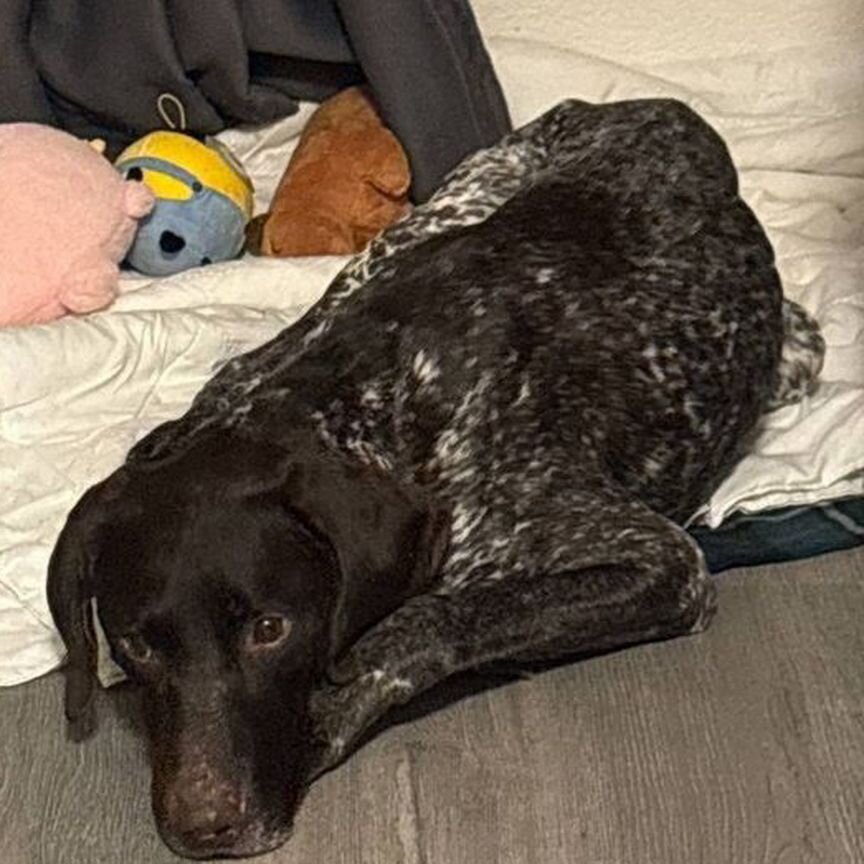 Курцхаар, взрослый пёс