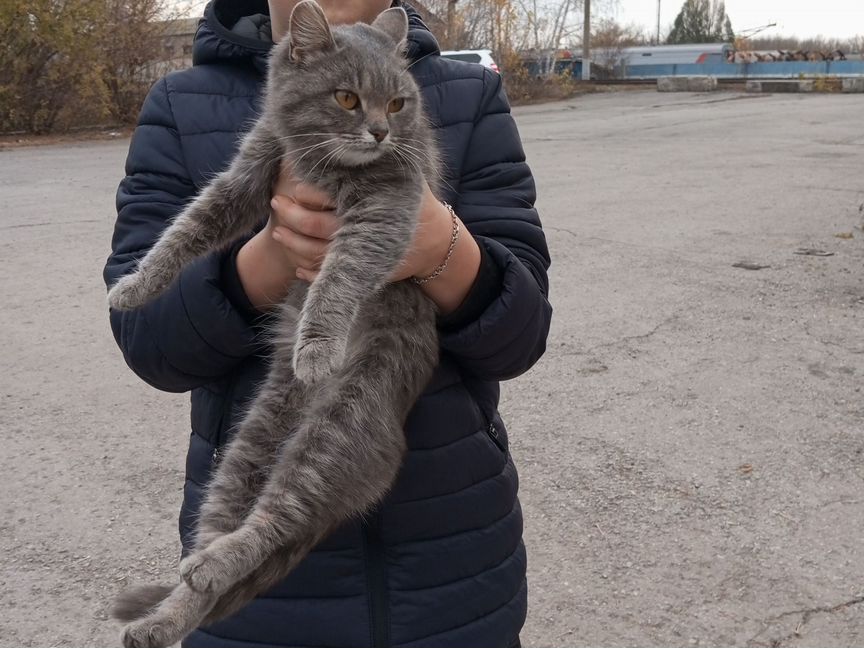 Кошка