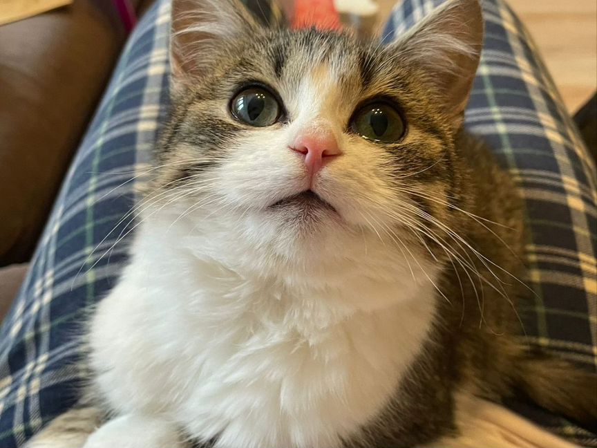 Котенок мальчик