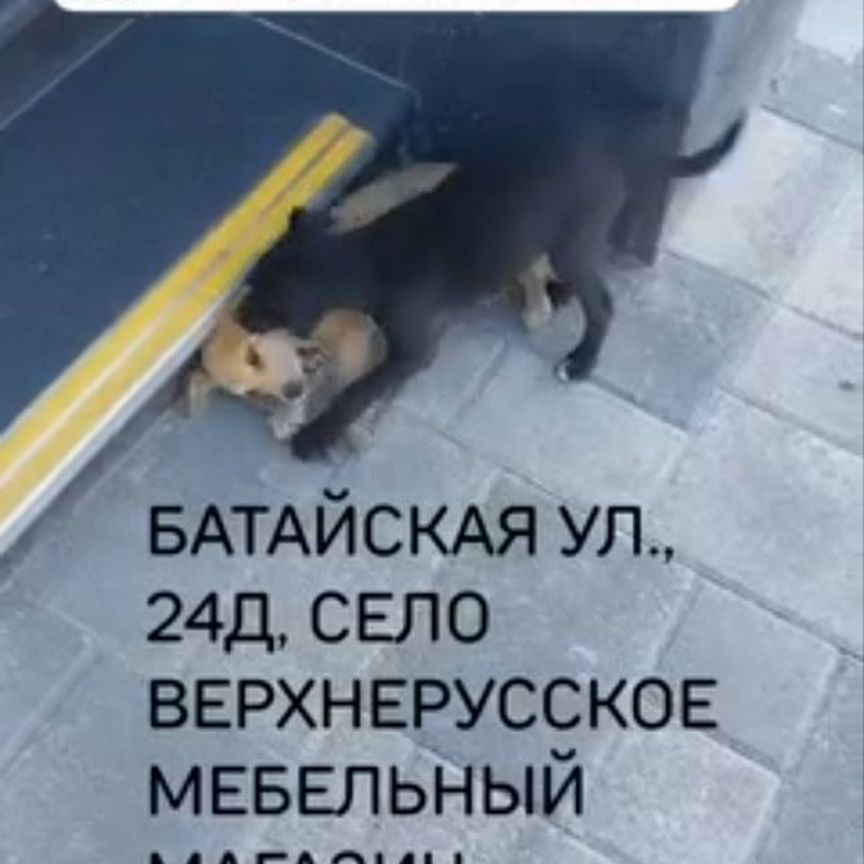 Щенки мальчики в добрые руки