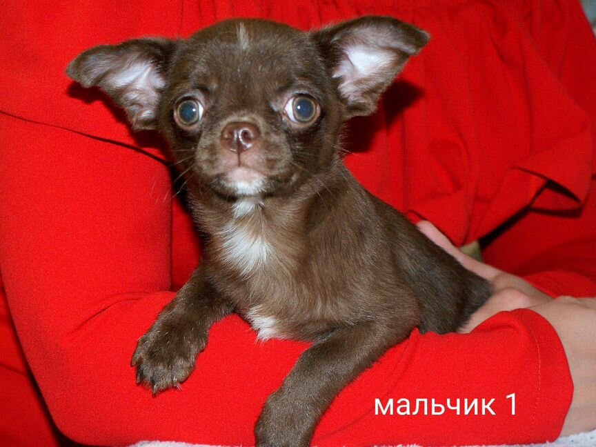Чихуахуа щенки, разный размер и окрас