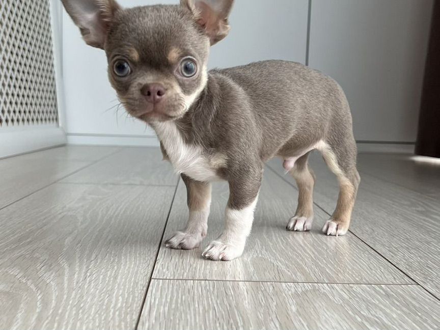 Щенки чихуахуа голубой мальчик