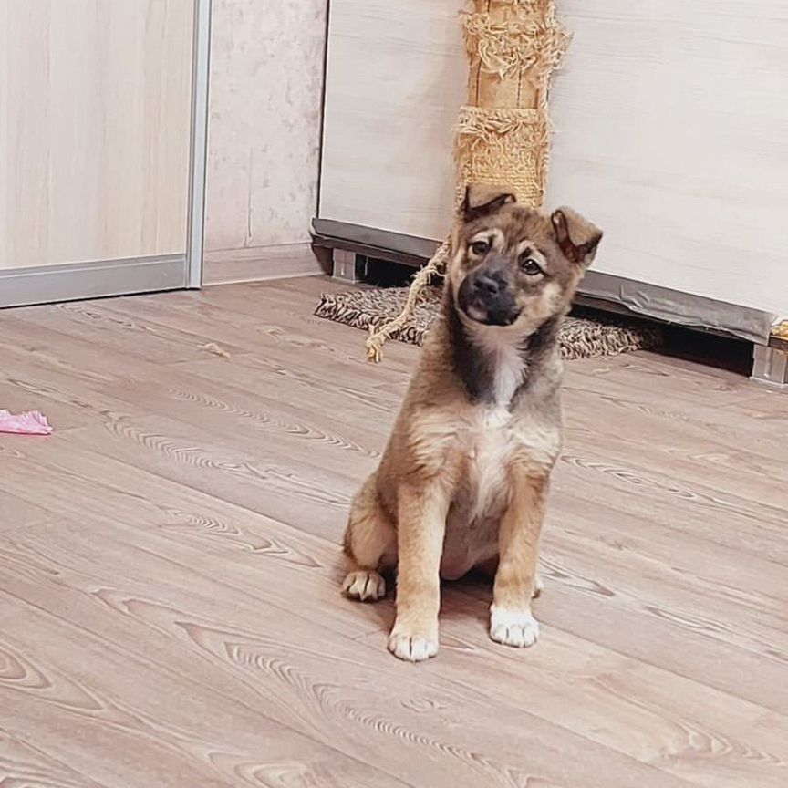 Щенок девочка