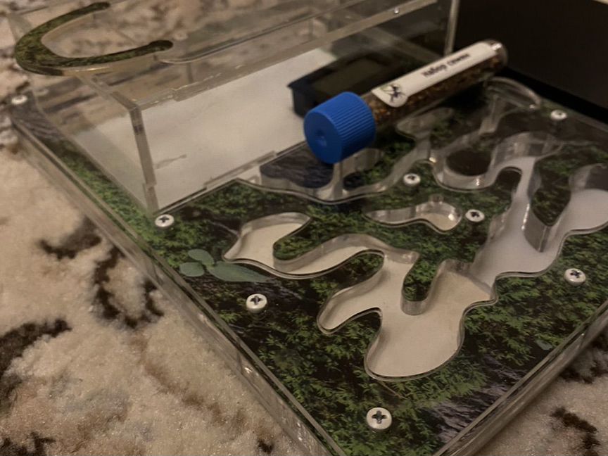 Муравьиная ферма