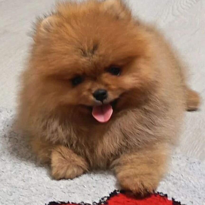 Померанский шпиц, щенок