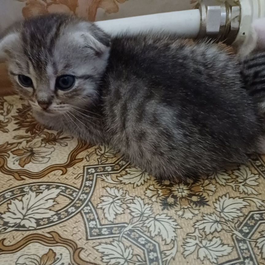 Шотландская