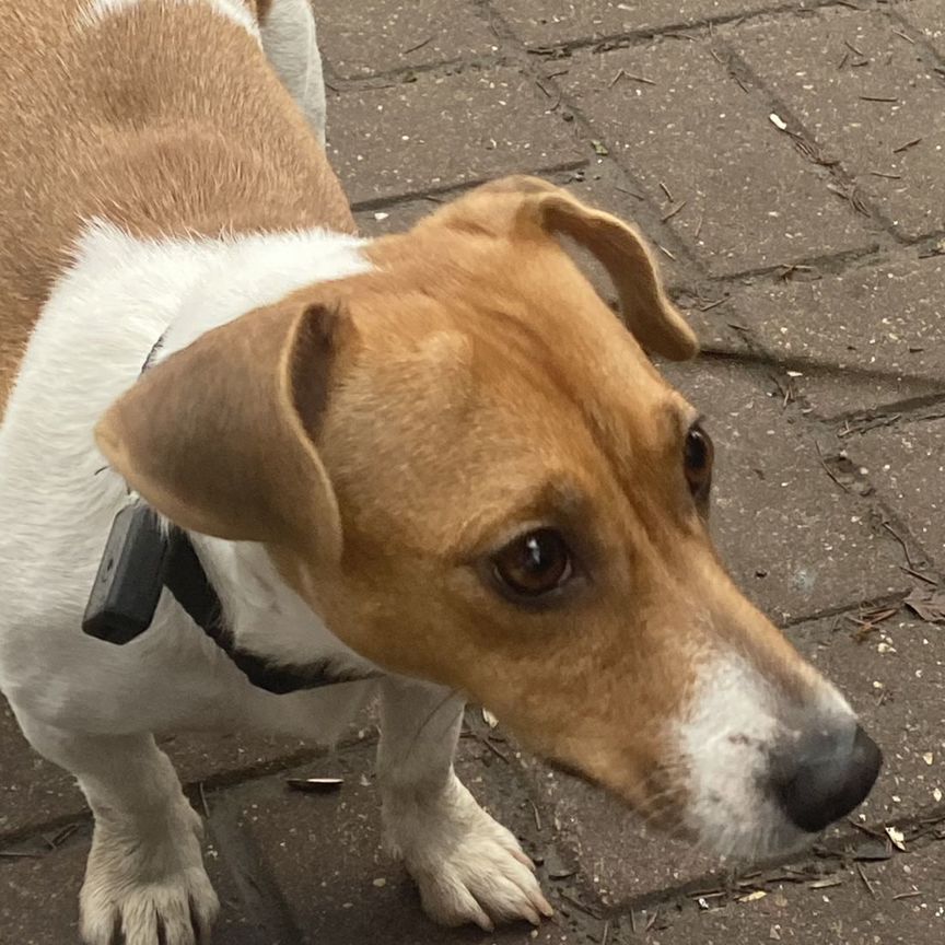 Джек-рассел-терьер, взрослая собака