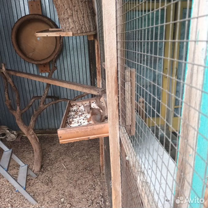 Бельчата самцы