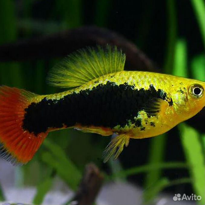 Пецилия Гавайская (арт 5104)