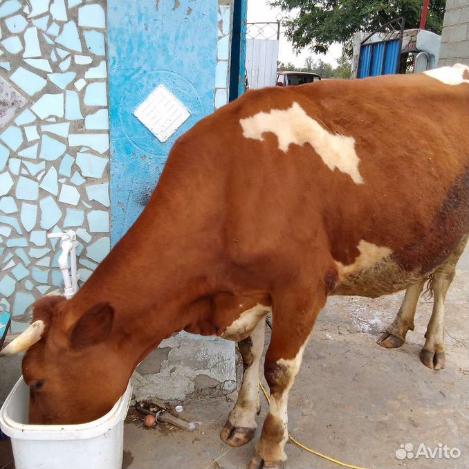 Корова высокоудойная