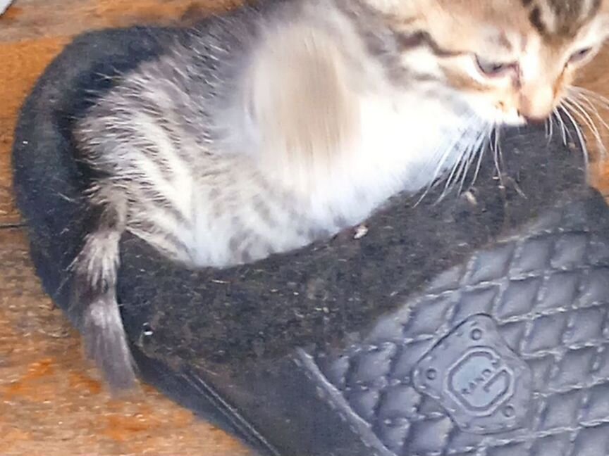 Очаровательные котята