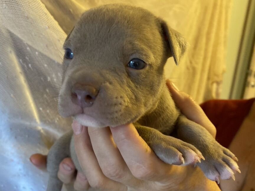 Американский булли classic