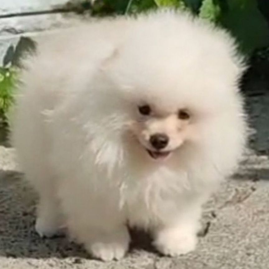 Щенок шпица мальчик