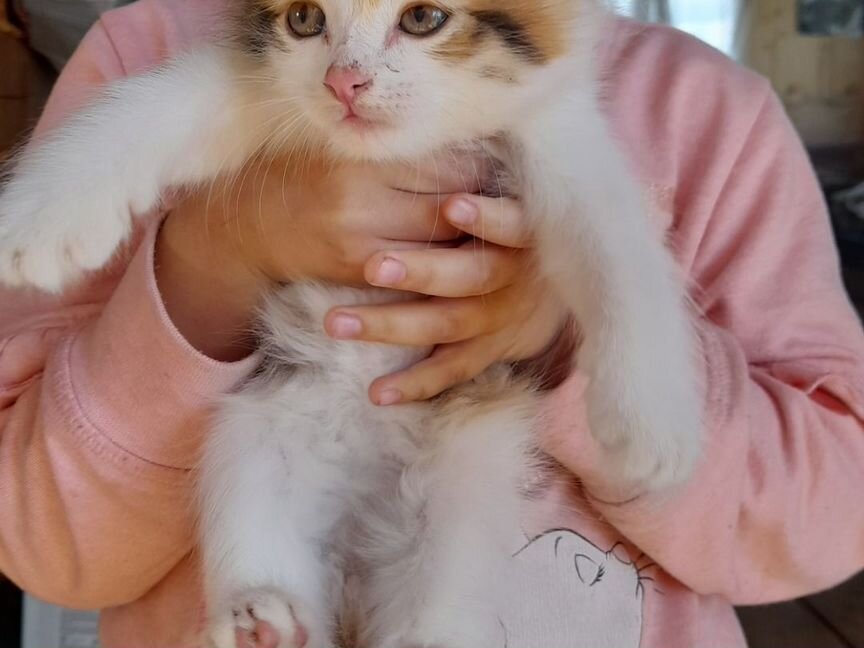 Котята-богатки