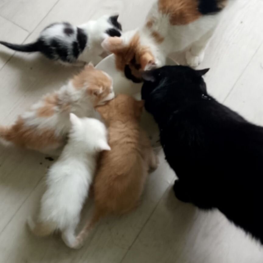 Отдам котят