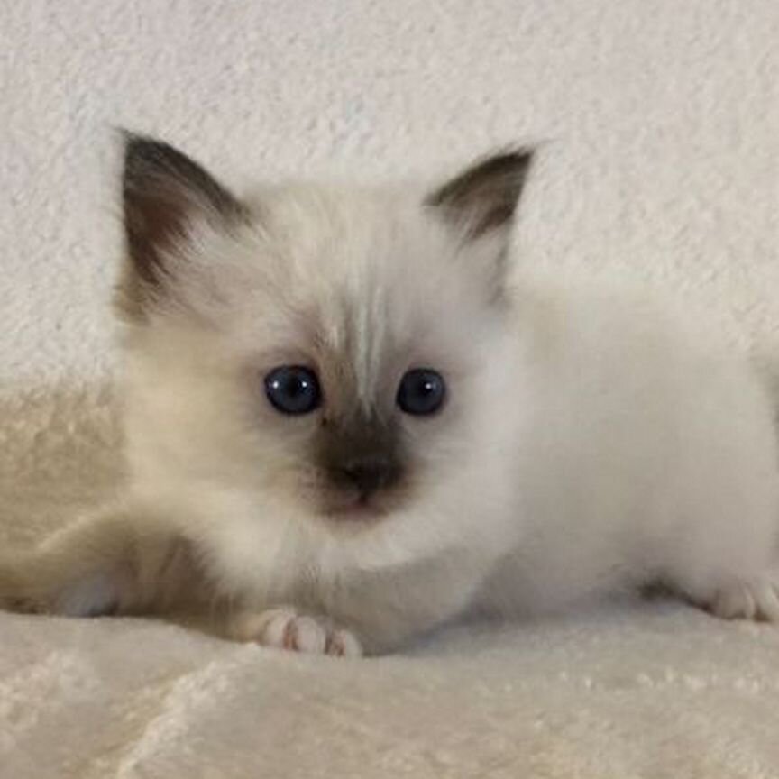 Котёнок от частного владельца