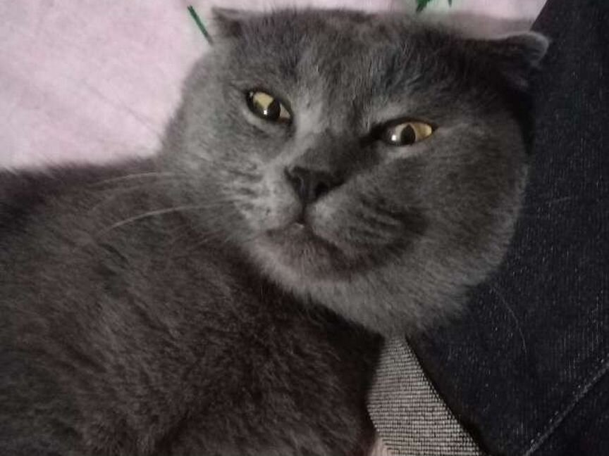 Британский кот дарю бесплатно