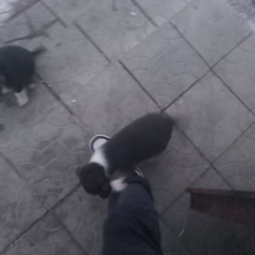 3 щенка сучки