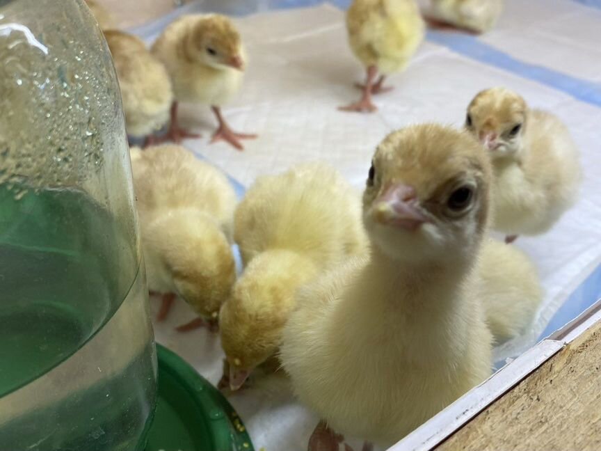 Индюки бройлерные Биг-6