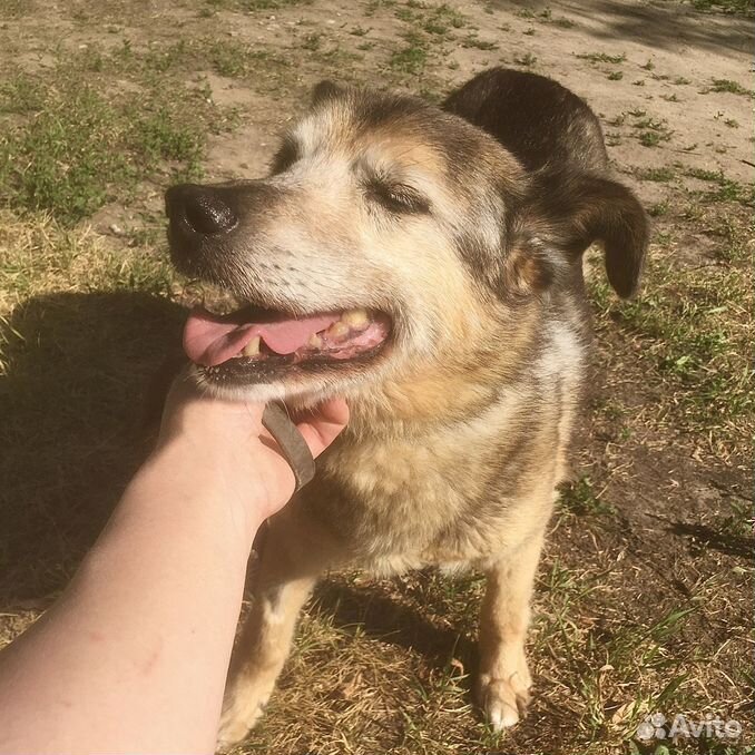 Хрупкая собачка Зайка надеется успеть пожить дома