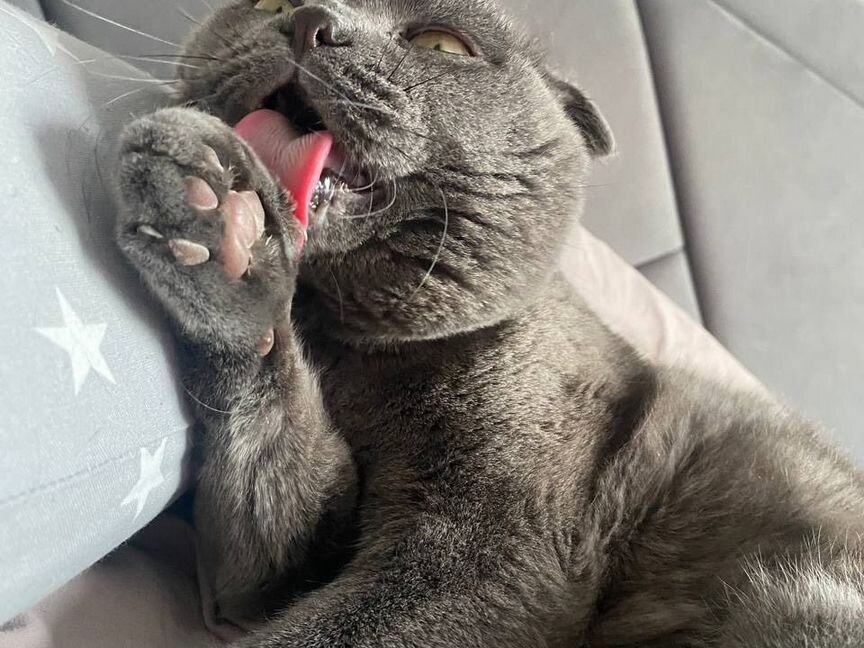 Коты в добрые руки