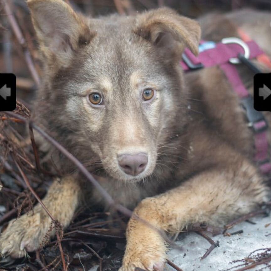 Щенок в добрые руки