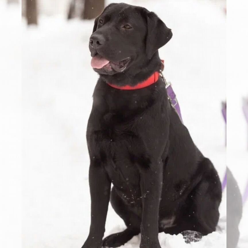 Лабрадор-ретривер, щенок