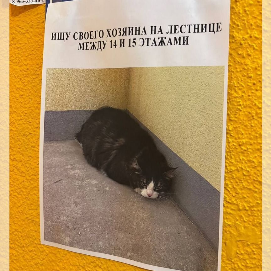 Кошке нужен дом, умирает на холоде