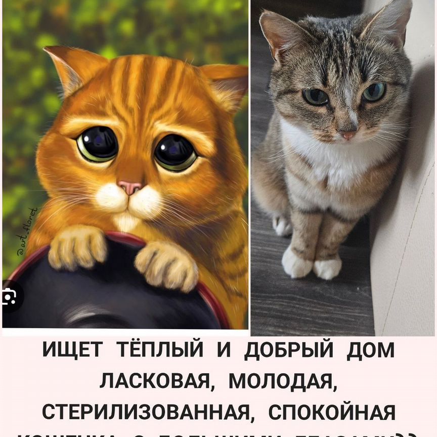 Ищет нового хозяина