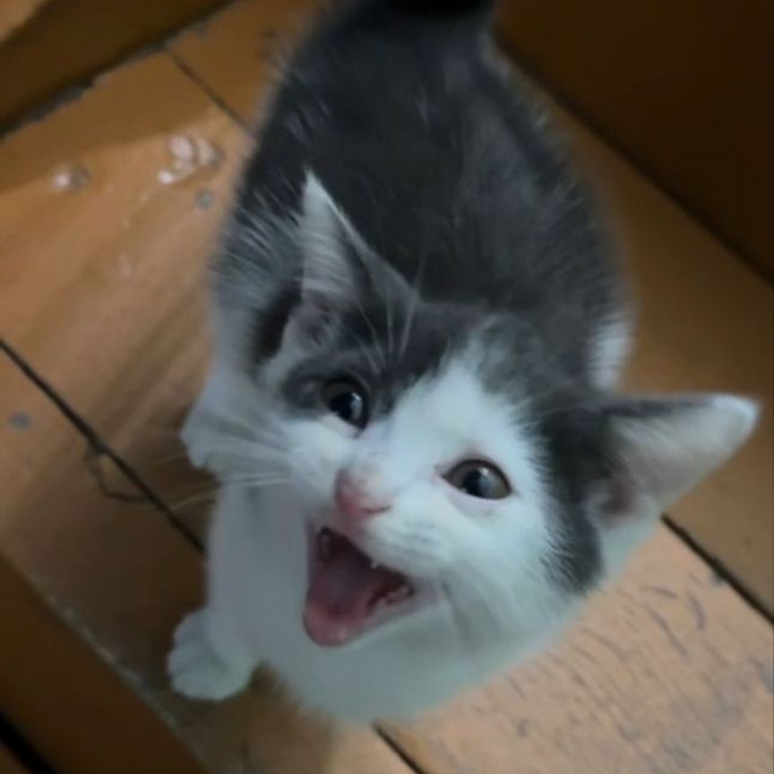 Котята