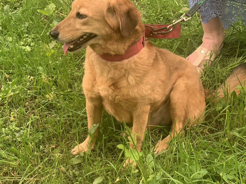 Маленькая собачка в добрые руки