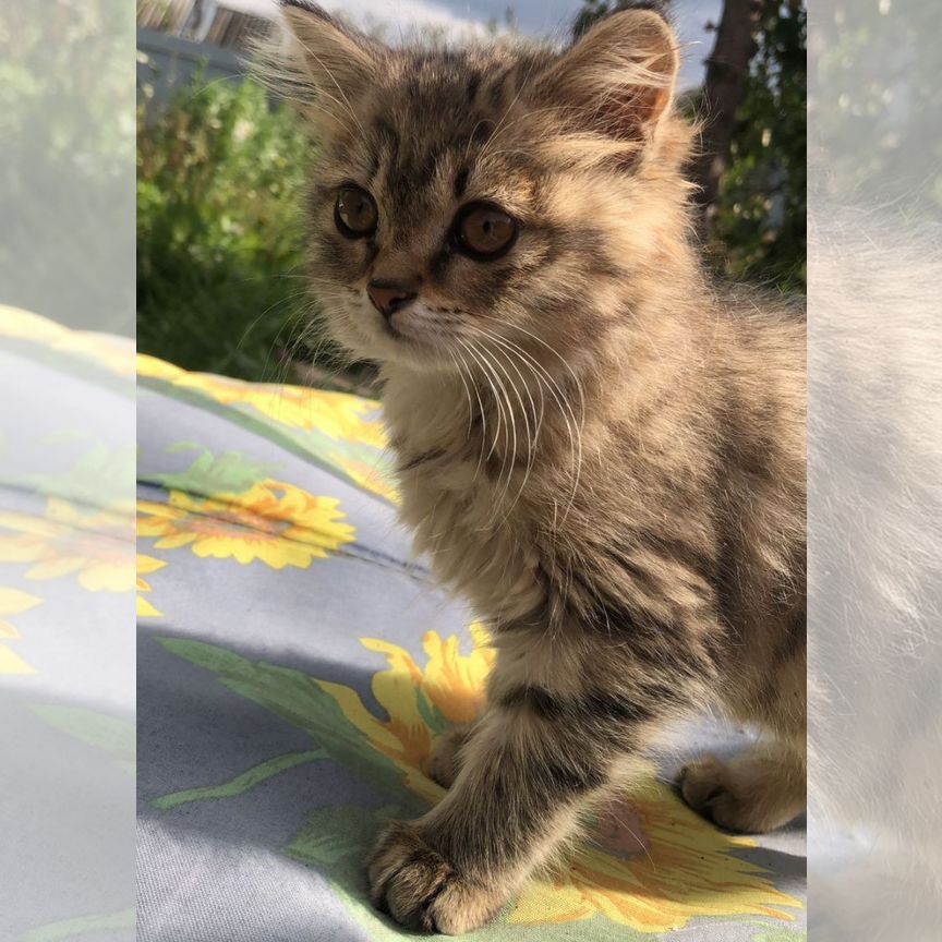 Кошечка