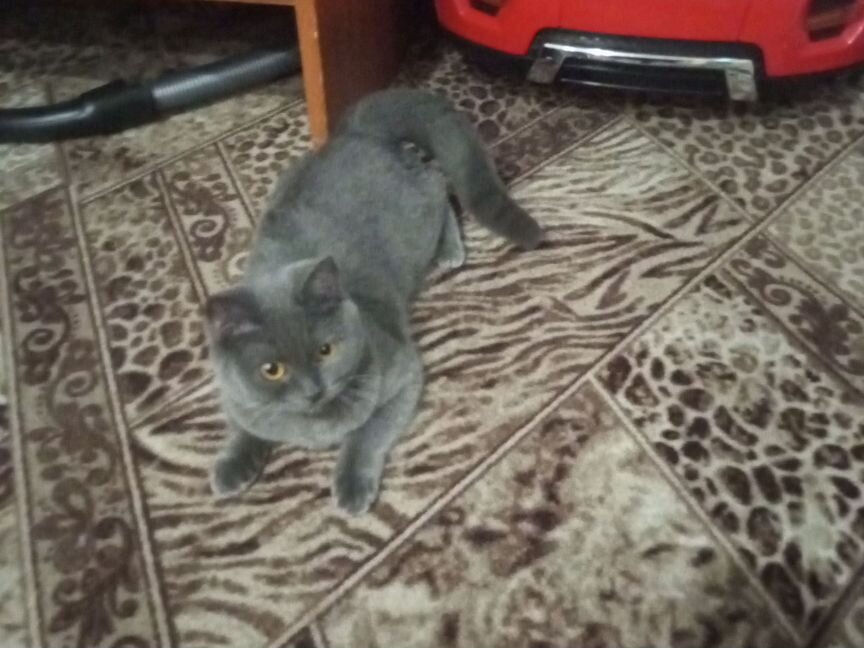 Кошка нужен кот на вязку