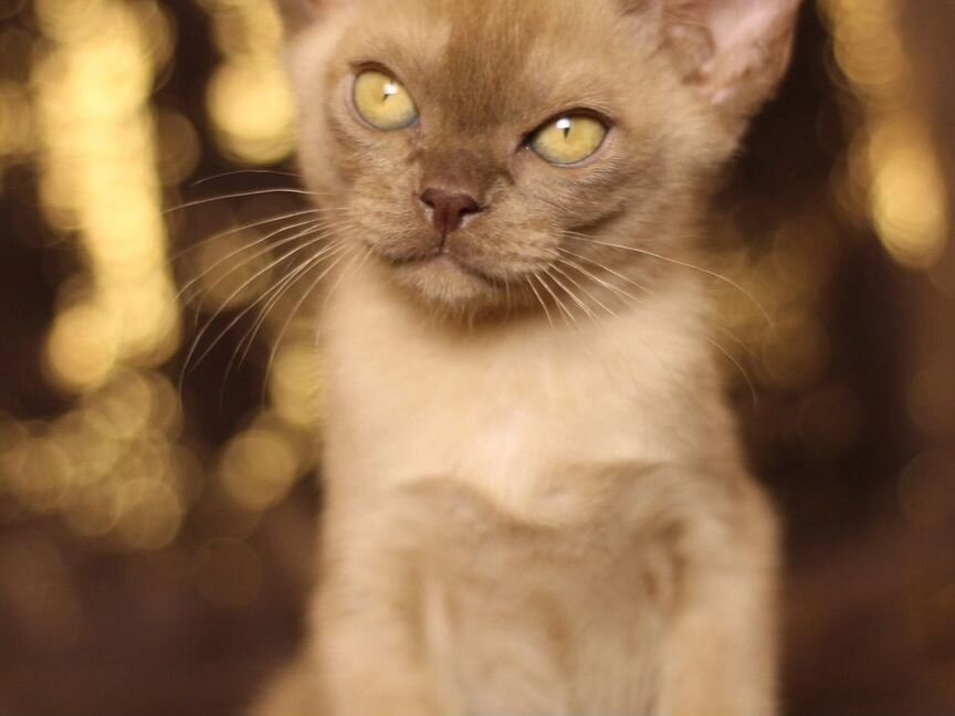 Бурманские котята