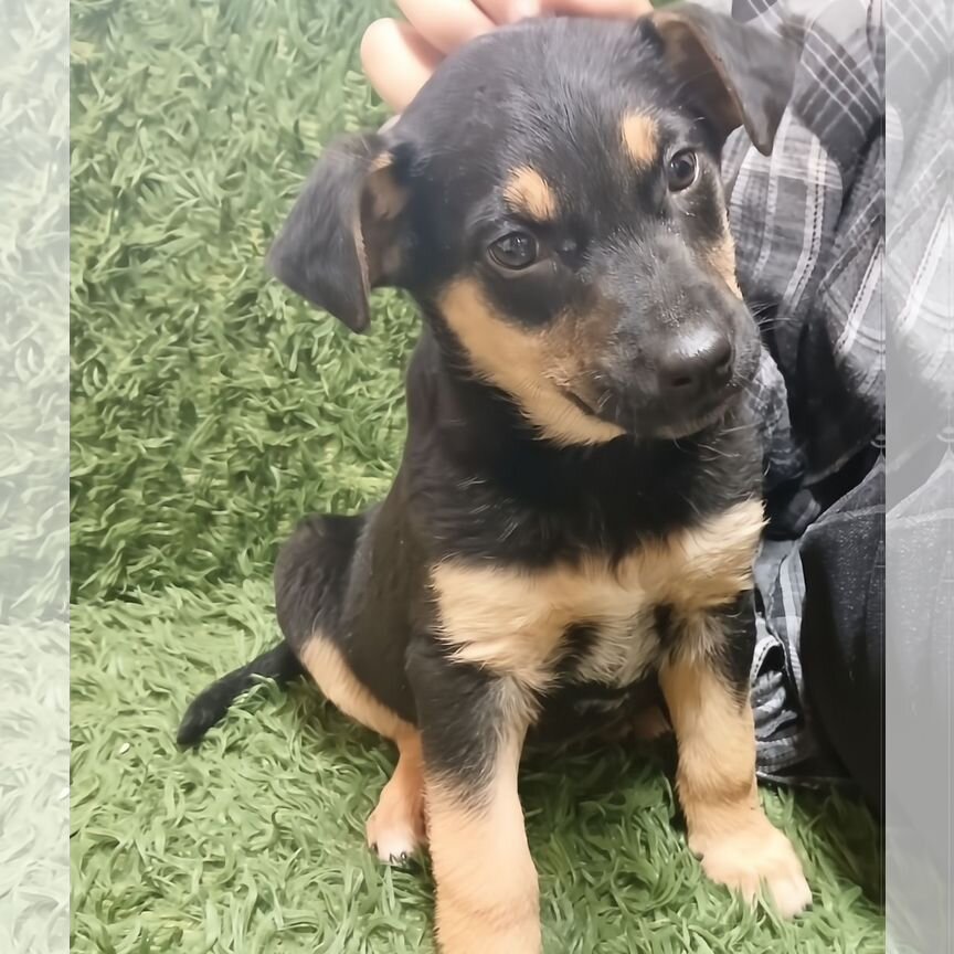 Щенок в добрые руки