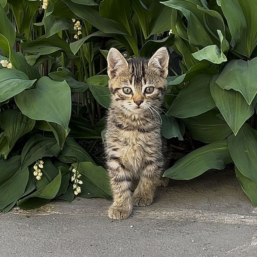 Котята отдам Бесплатно