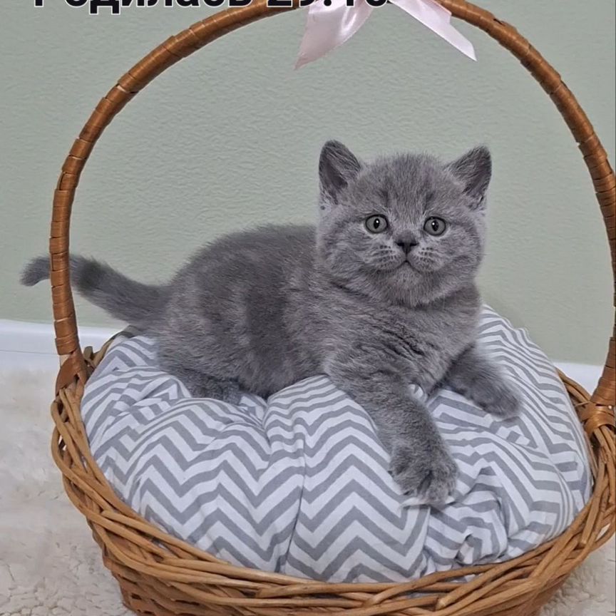 Британская девочка