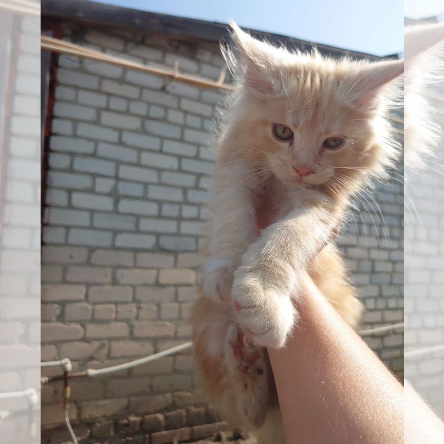 Котята мейн-кун