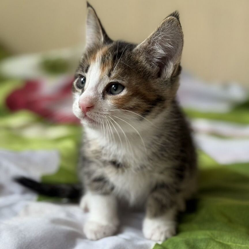 Котята