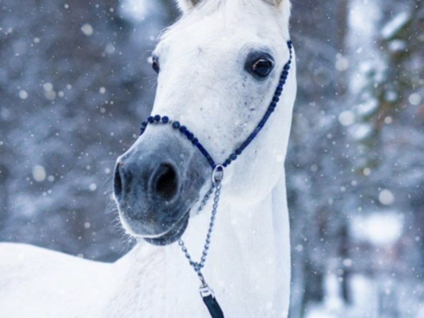 Выводной недоуздок