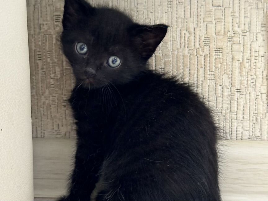 Идеально черный кот котенок 2 месяца