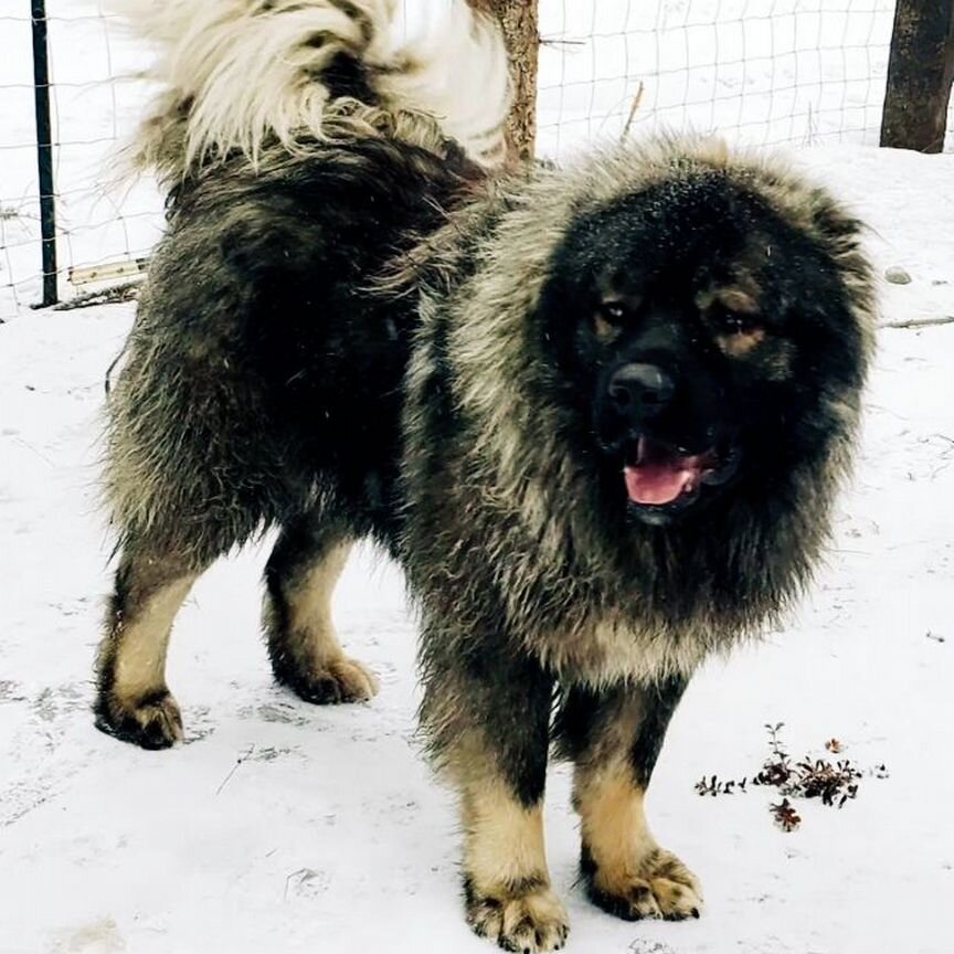 Кобель И сука