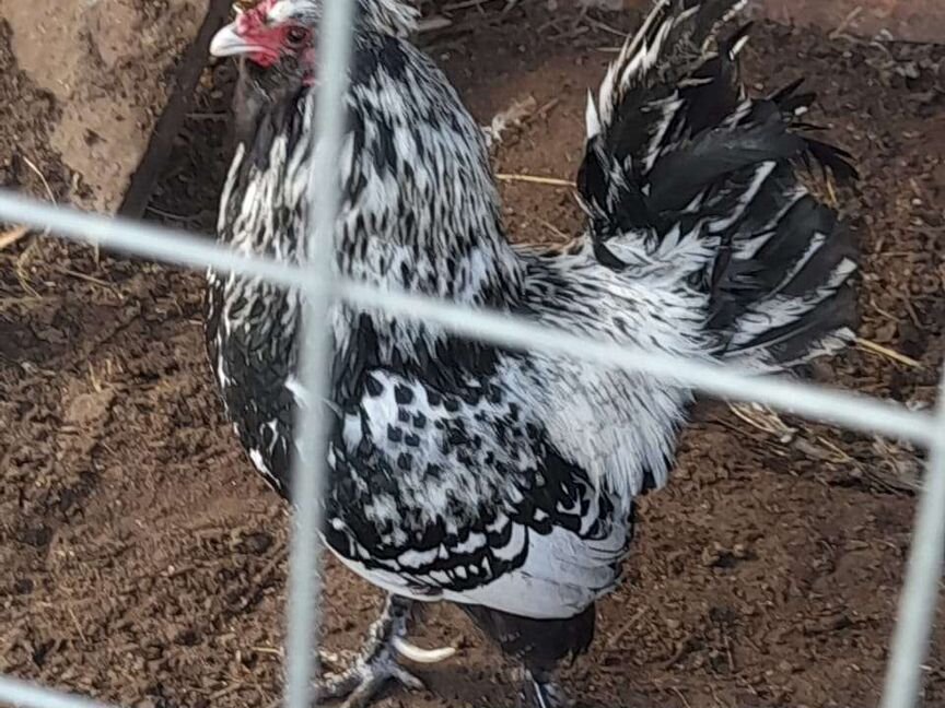 Петух Павловский