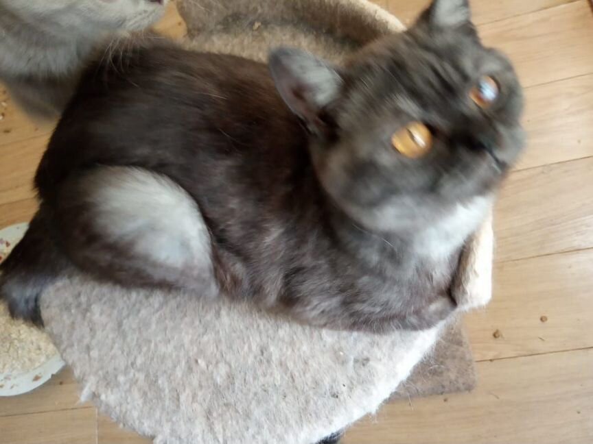 Кошечка черепашка